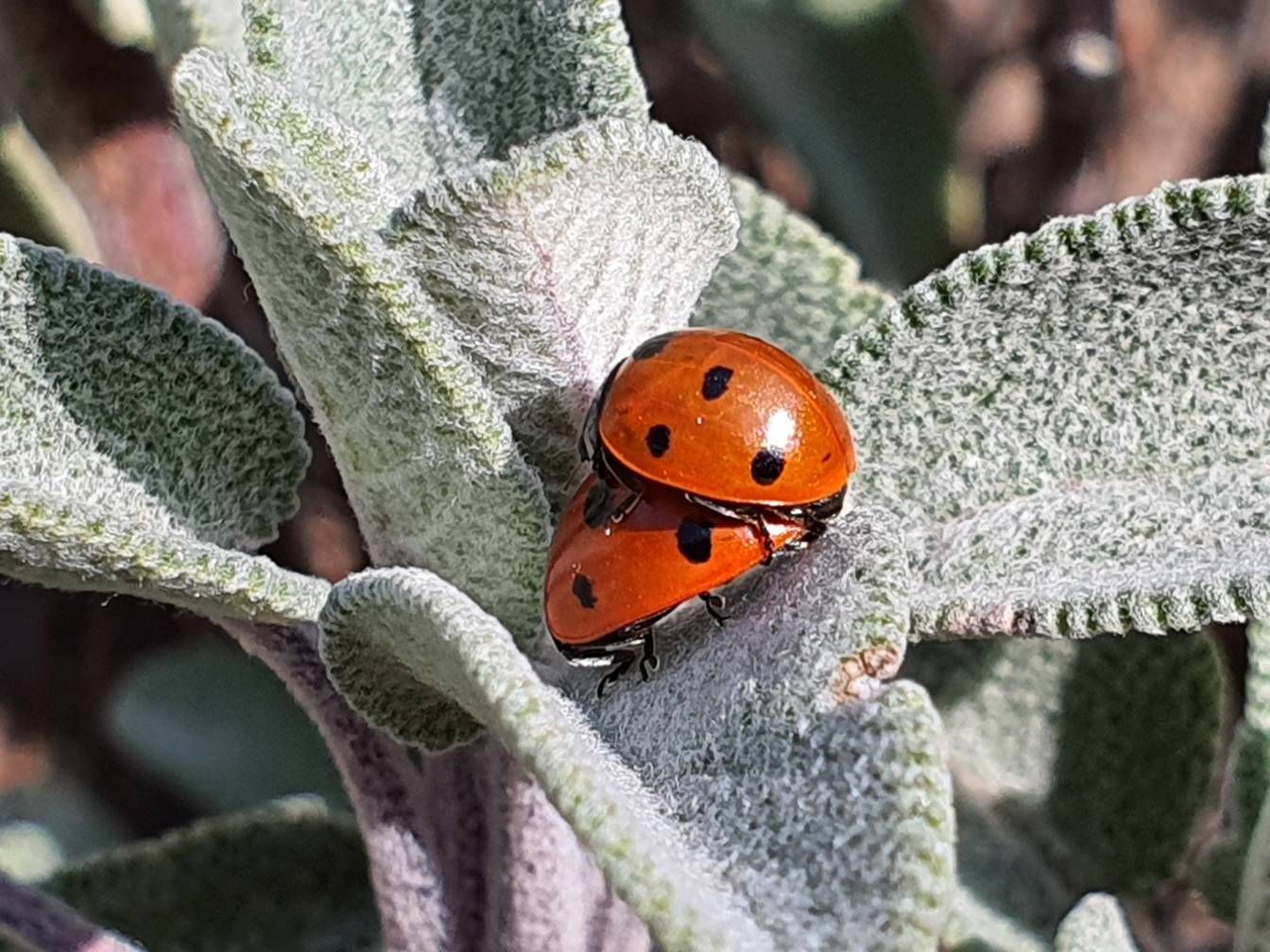 Katica - Samsung Community