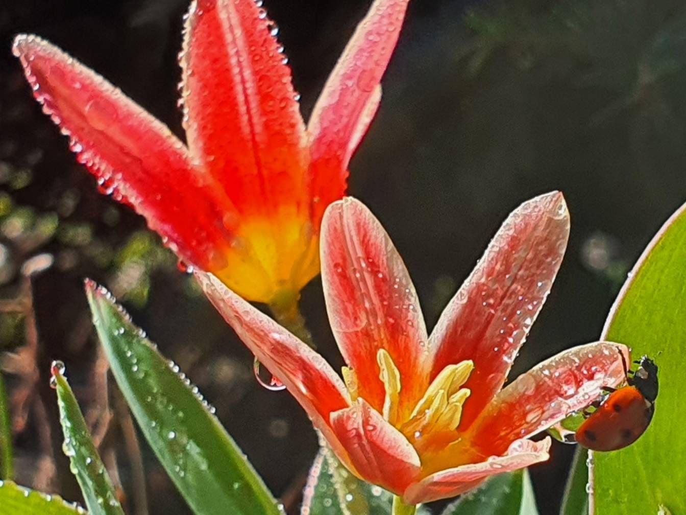 Katica - Samsung Community