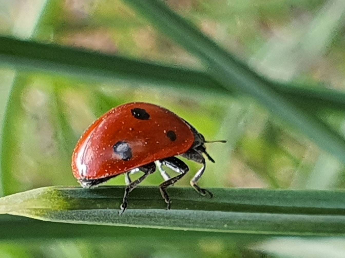 Katica - Samsung Community