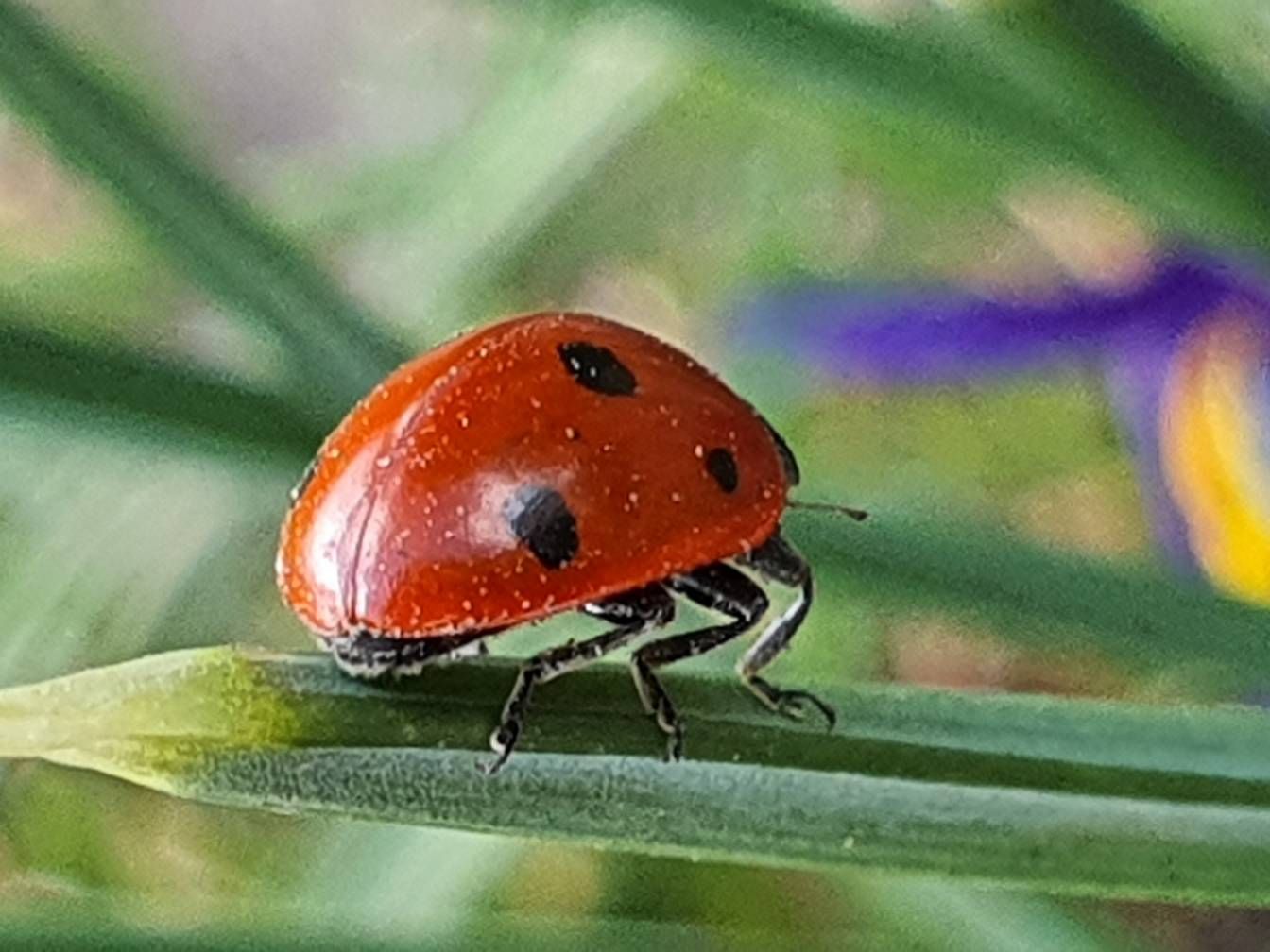 Katica - Samsung Community