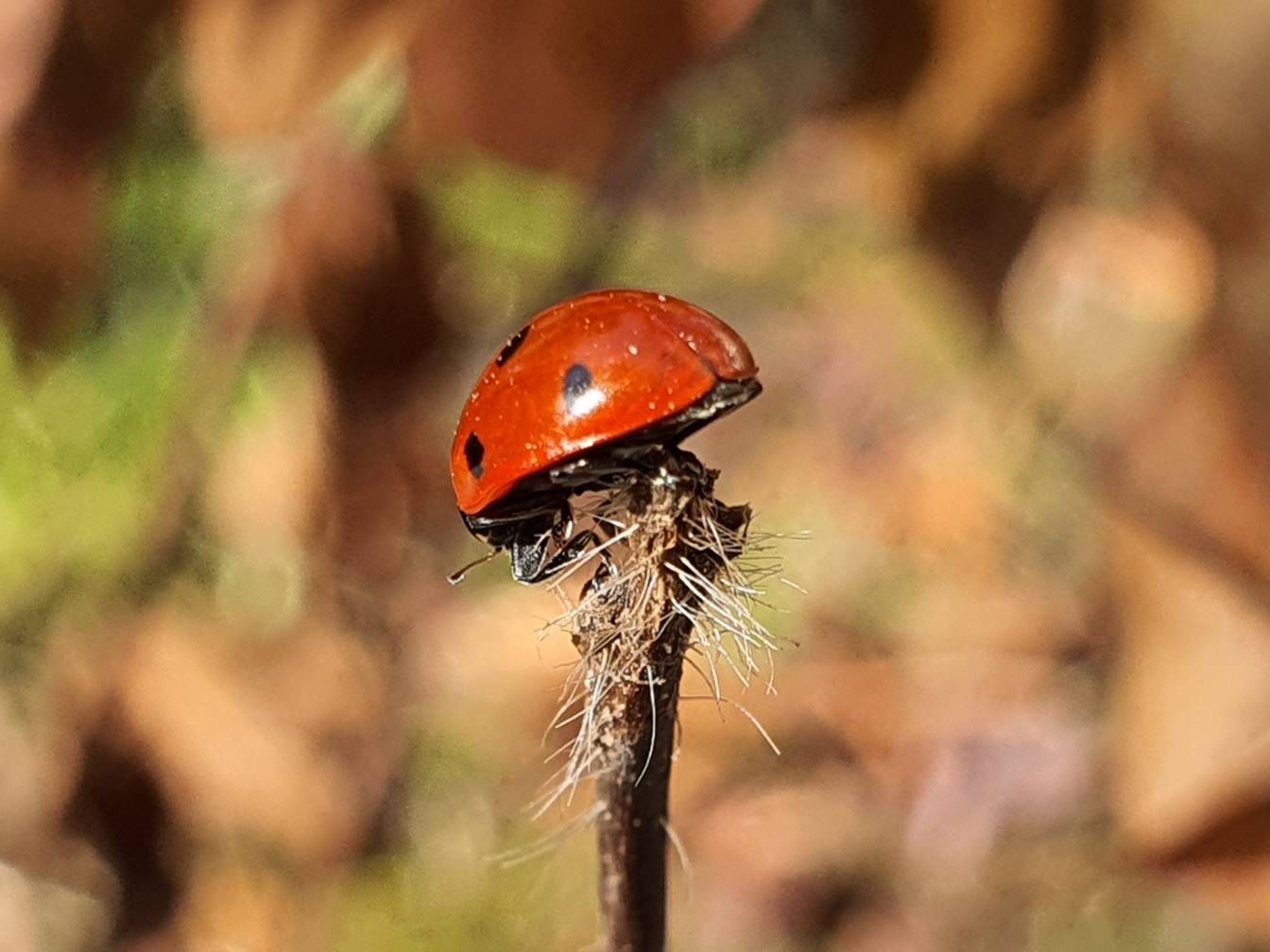 Katica - Samsung Community